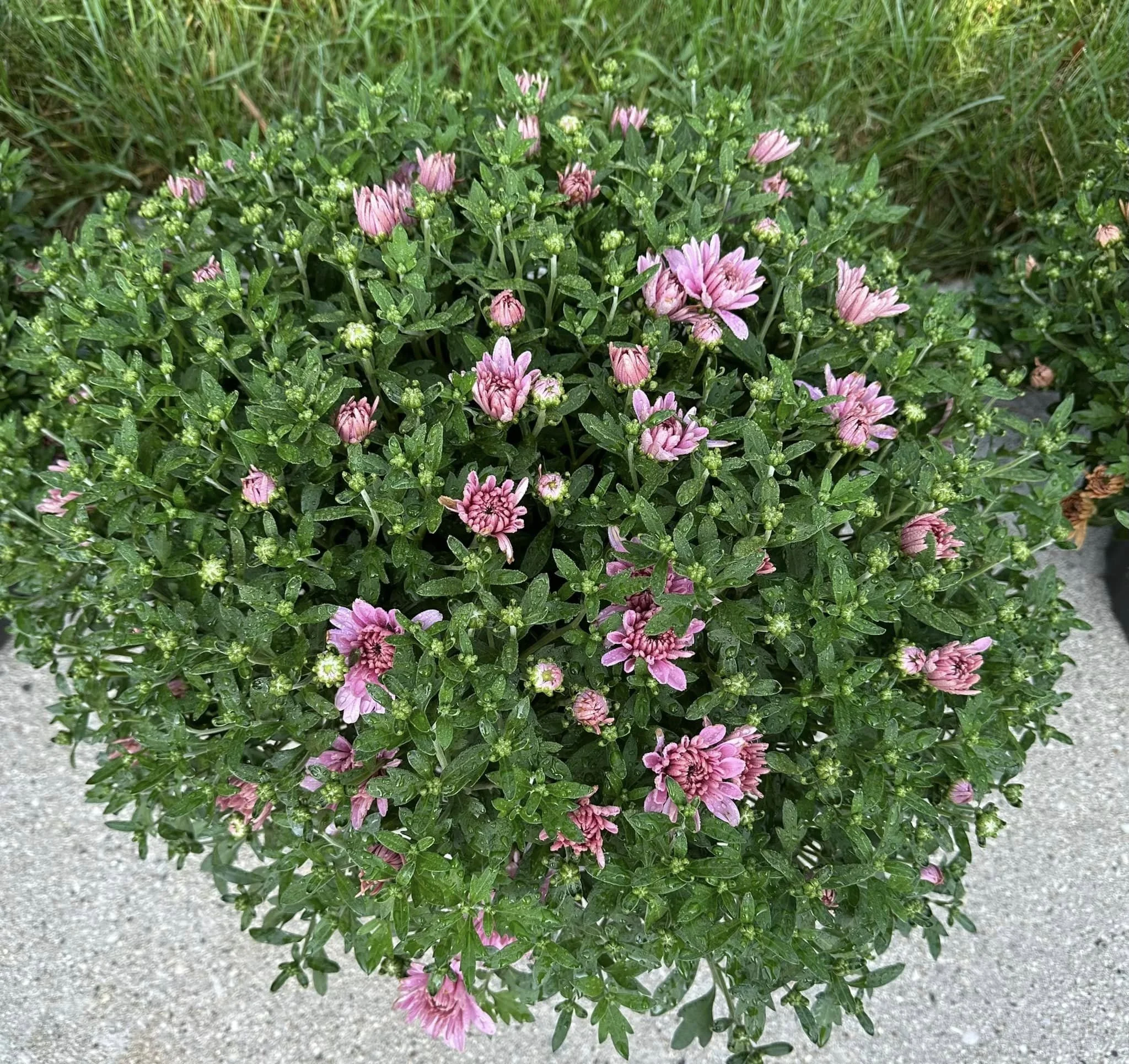 Plant List — Flourishing Gardens