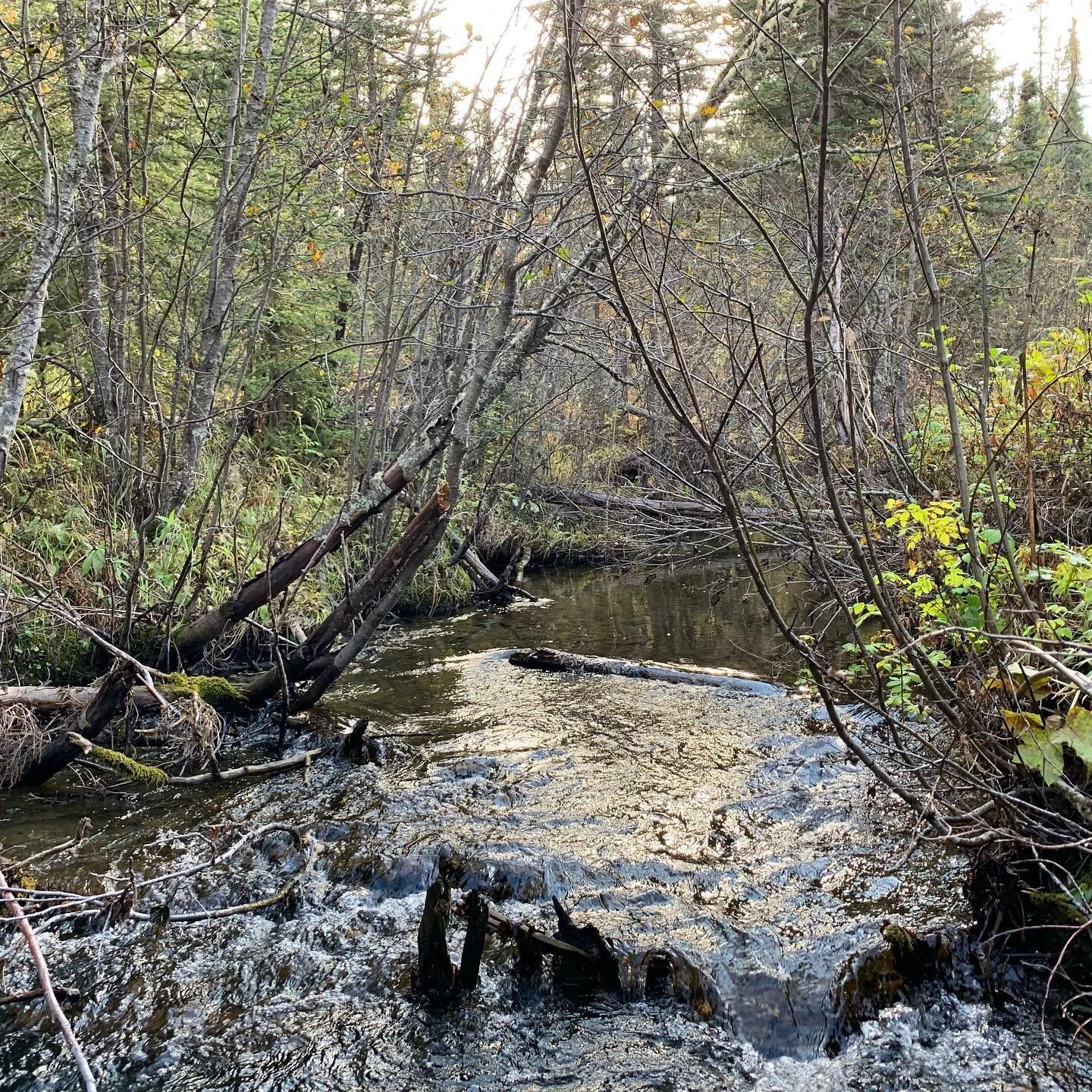 BASIN Environmental & Engineering