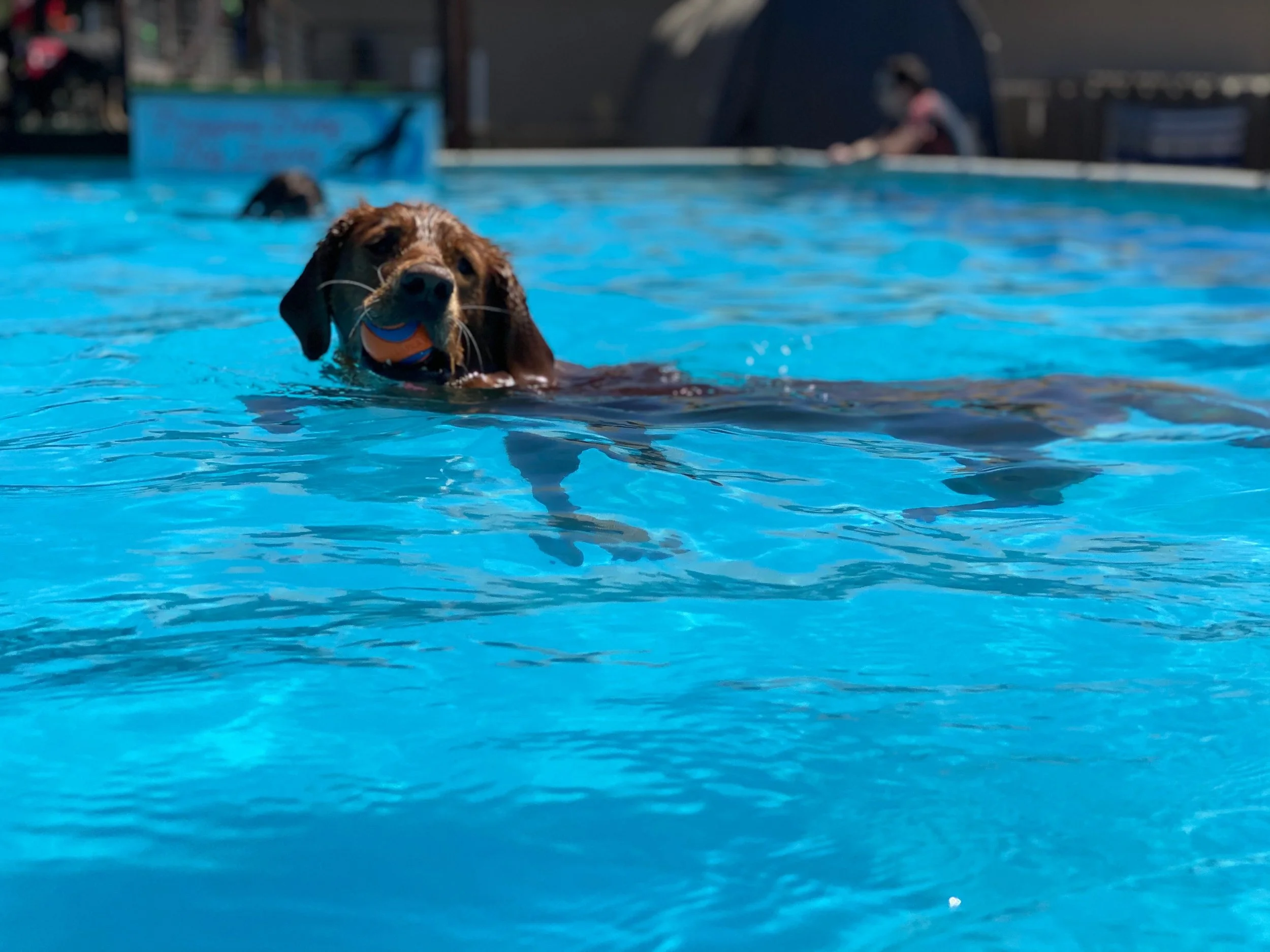 Boise K9 Fitness and Rehab