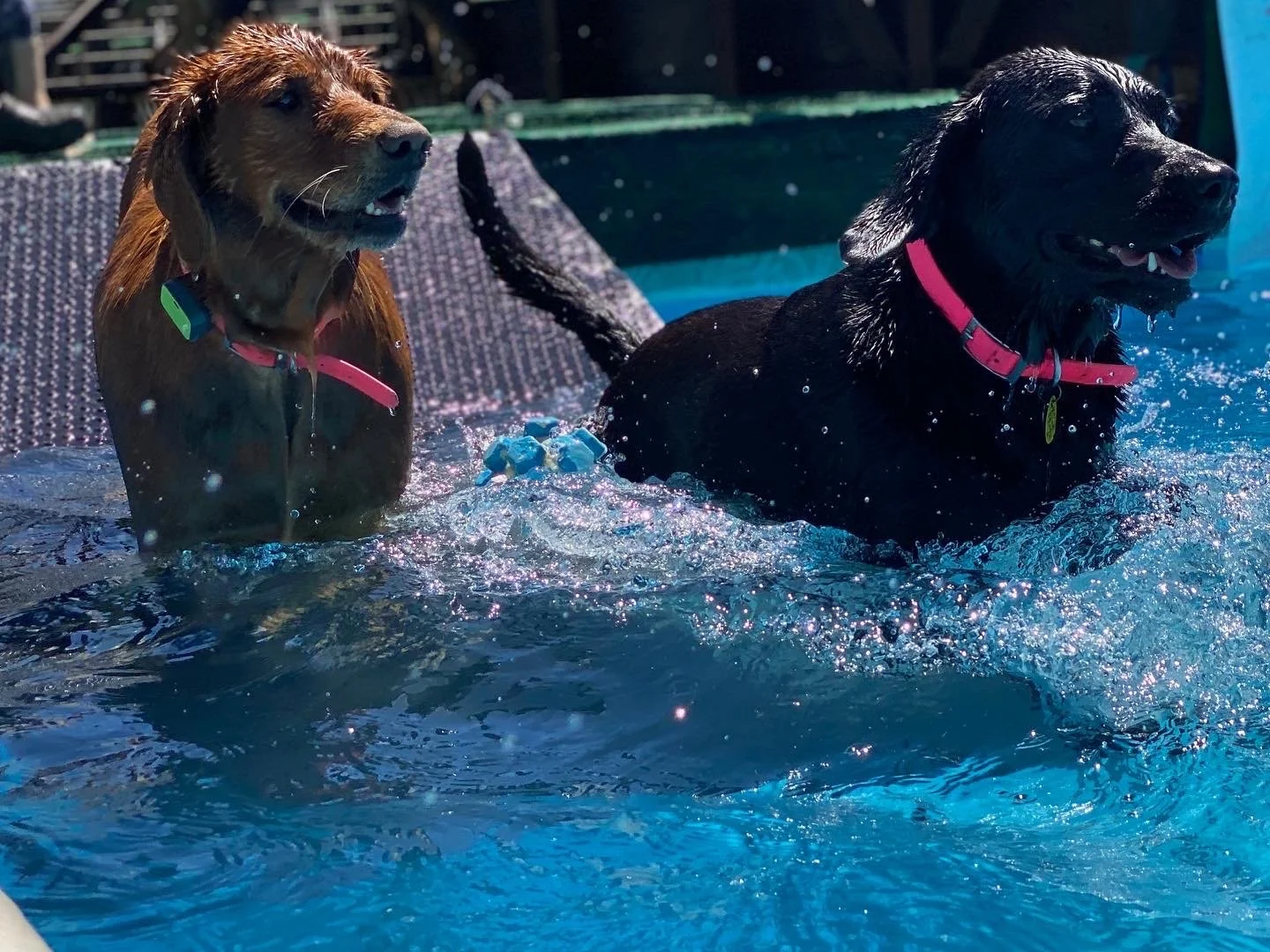 Boise K9 Fitness and Rehab