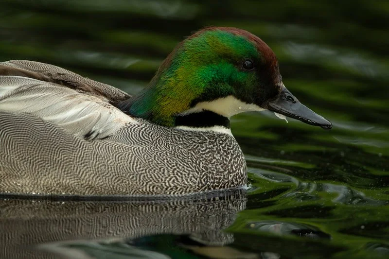 Species Guide — Ripley Waterfowl Conservancy