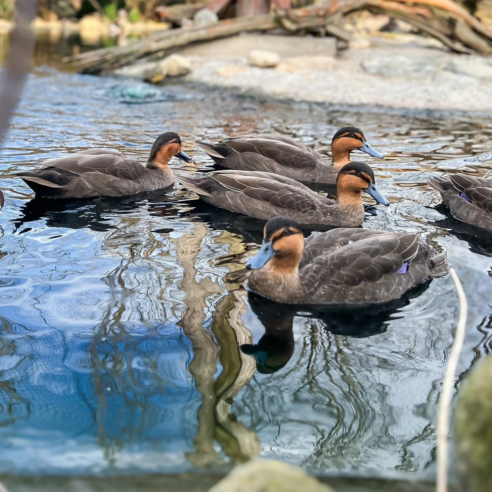 Ripley Waterfowl Conservancy