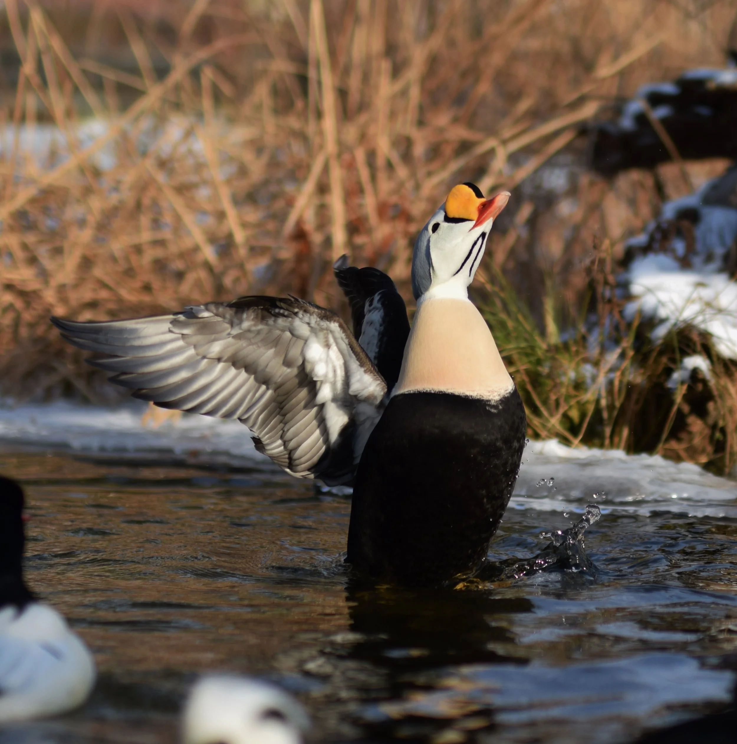 Member Only Programs — Ripley Waterfowl Conservancy