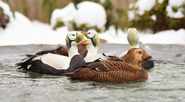 Collection Plan — Ripley Waterfowl Conservancy