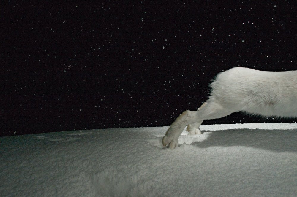 Wildlife Tracks & Sign Course — Swan Valley Connections