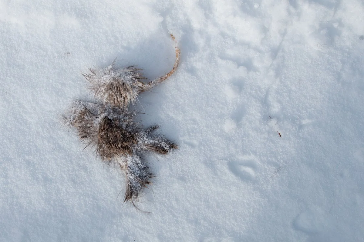 Wildlife Tracks & Sign One-Day Class — Swan Valley Connections