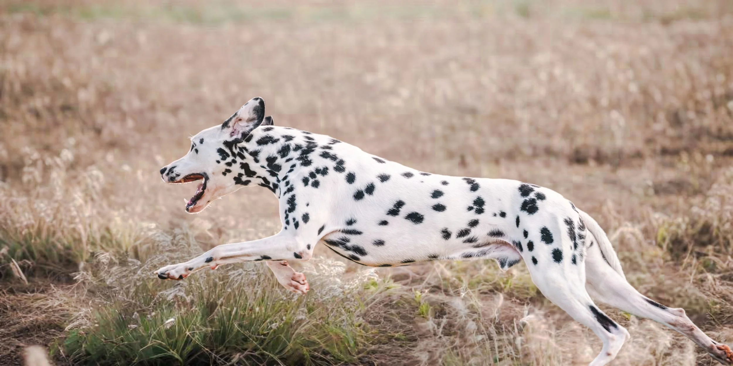 Total Focus Canine Academy