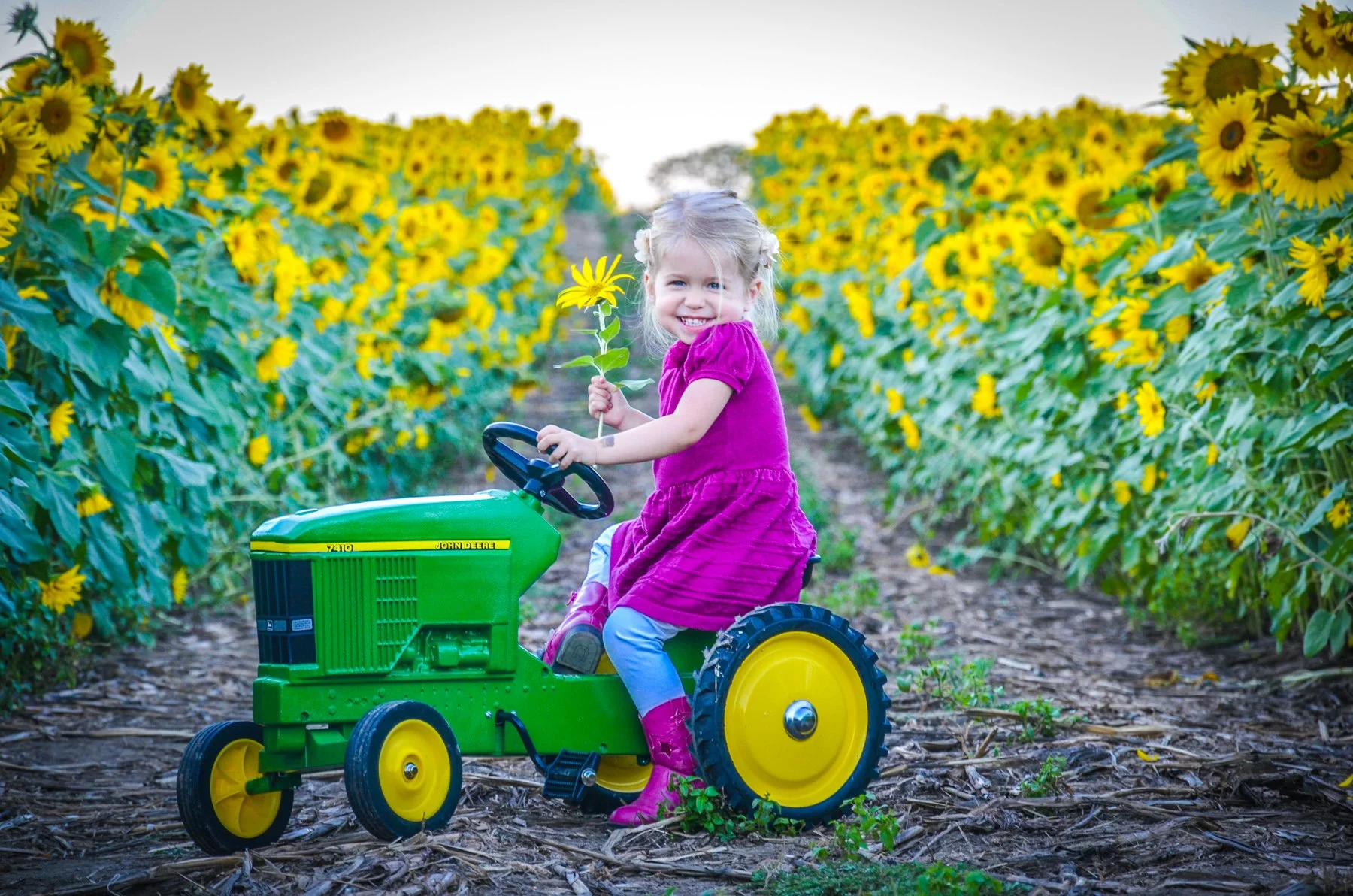 Fall Farm Fun (Sunflower fields, hayrides, corn mazes, pumpkin patch ...