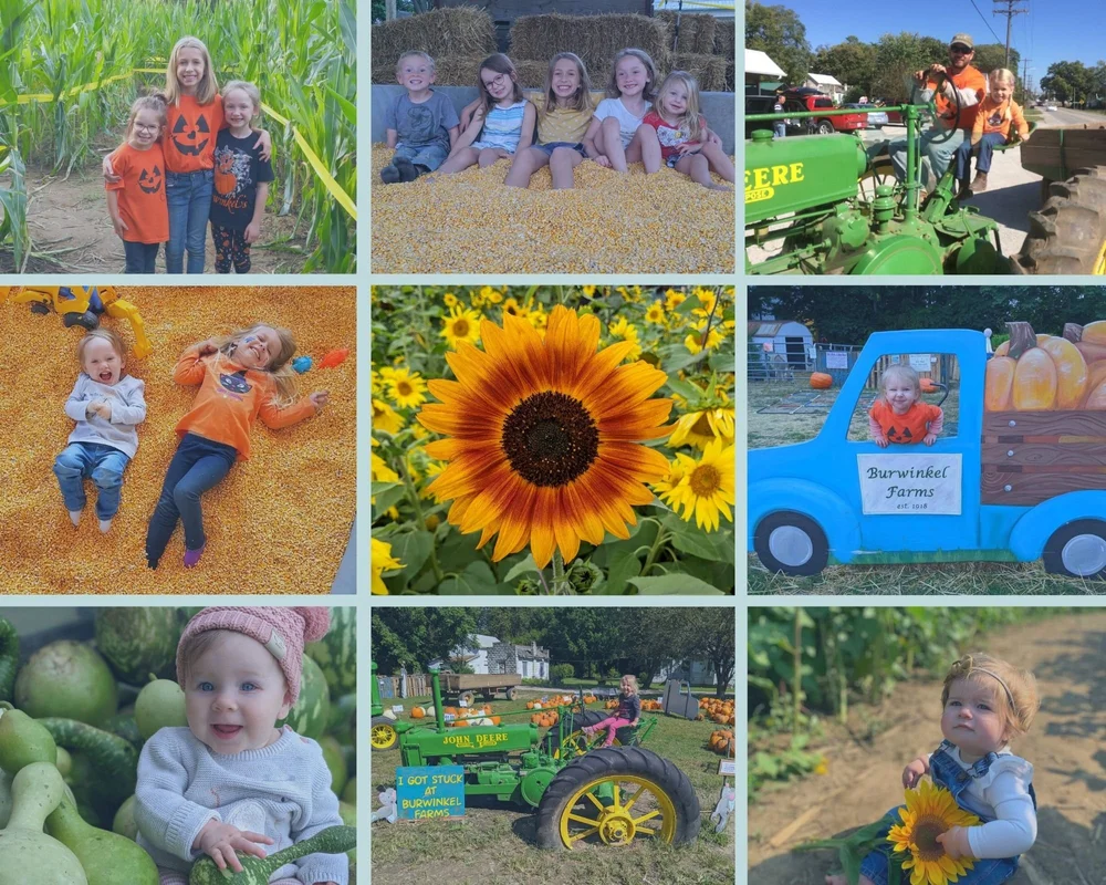Fall Farm Fun (Sunflower fields, hayrides, corn mazes, pumpkin patch ...