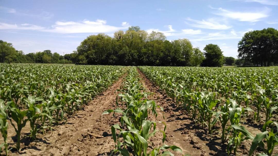 General 2 — Burwinkel Farms