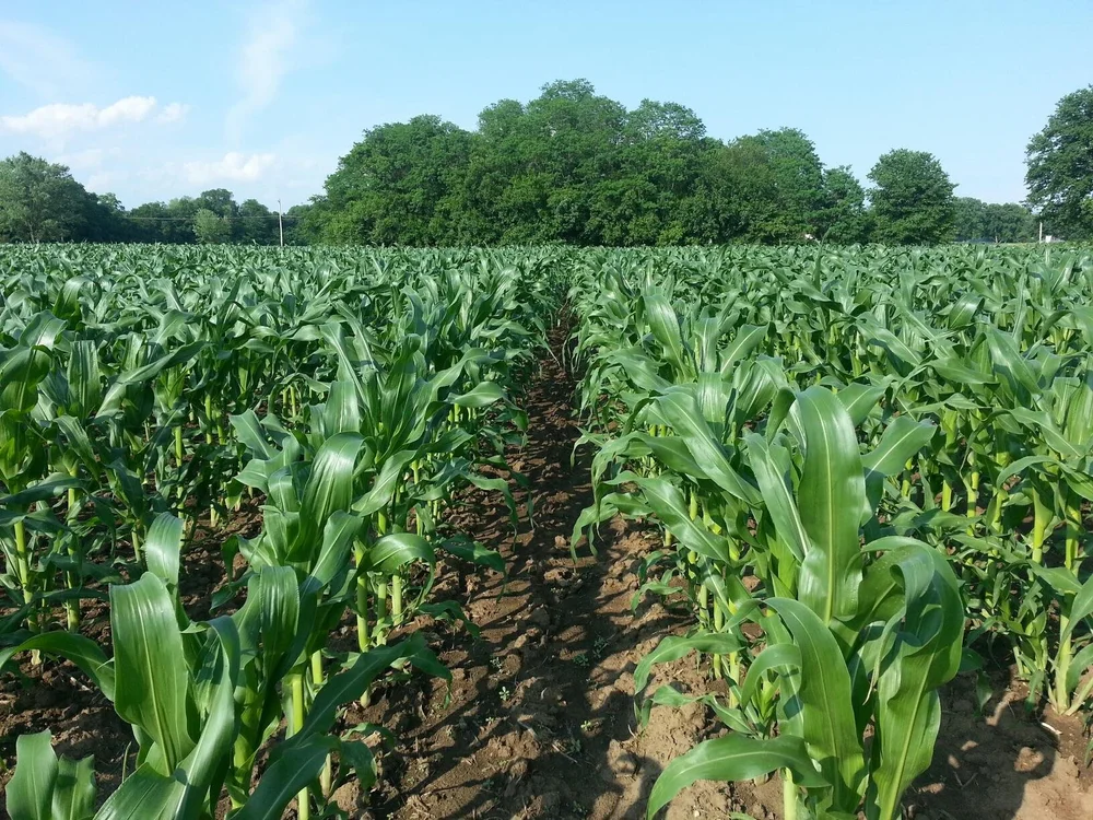 General 2 — Burwinkel Farms