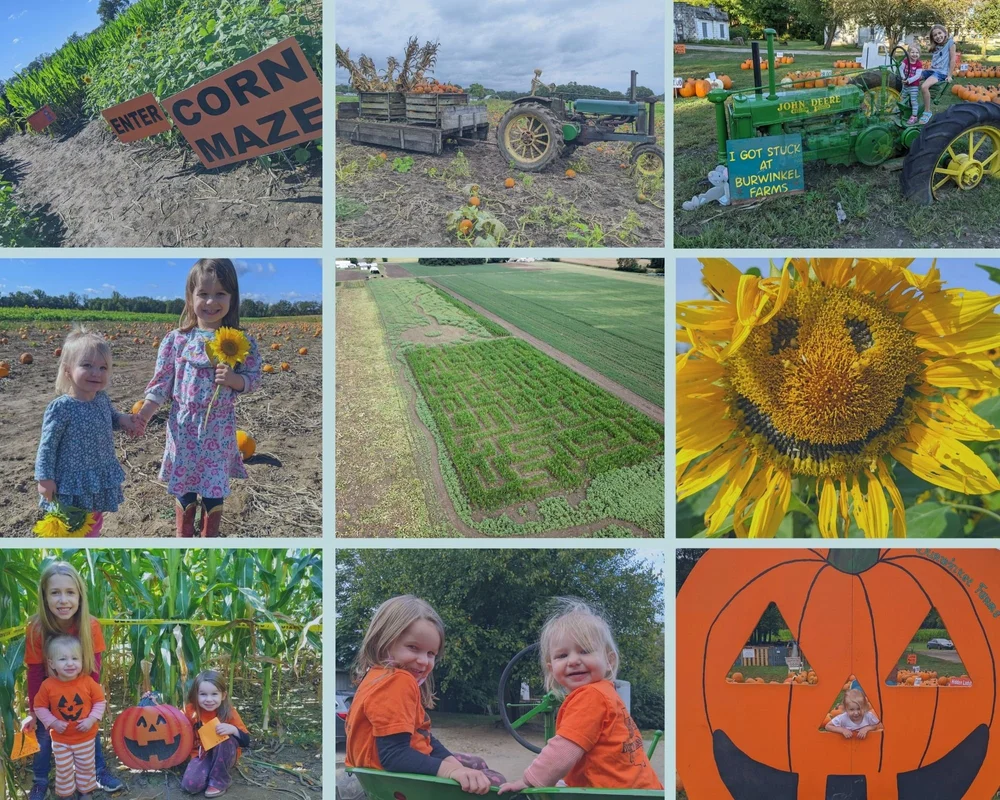 Fall Farm Fun (Sunflower fields, hayrides, corn mazes, pumpkin patch ...
