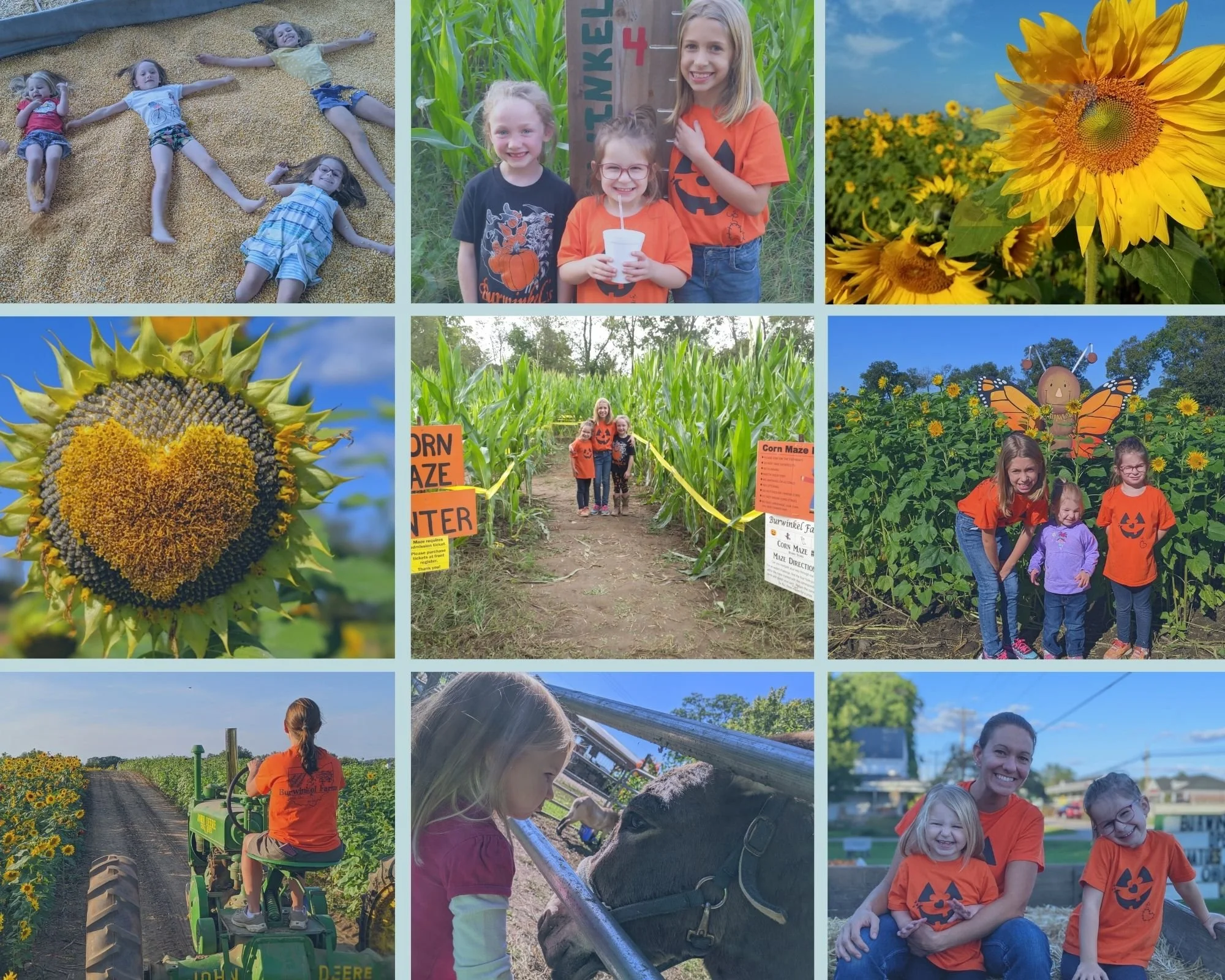 Fall Farm Fun (Sunflower fields, hayrides, corn mazes, pumpkin patch ...