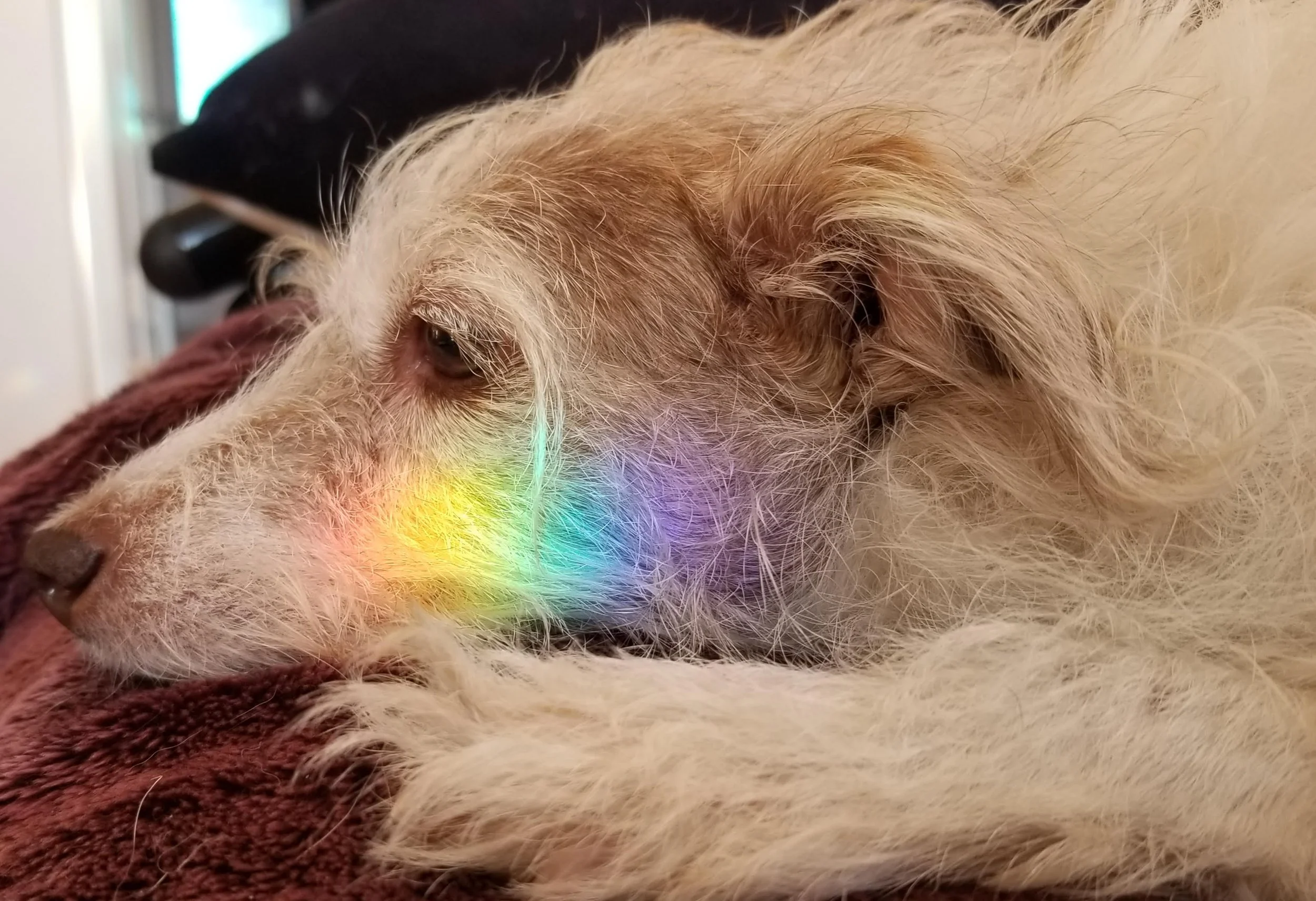 Integrated Home Care Services — Veterinary Integrated Care Services