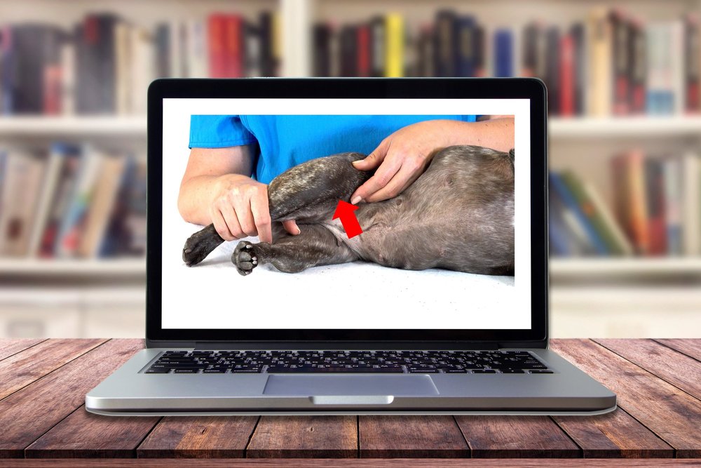 Pre Populated Templates for TPLO, IVDD, and More — GoGoCharlie