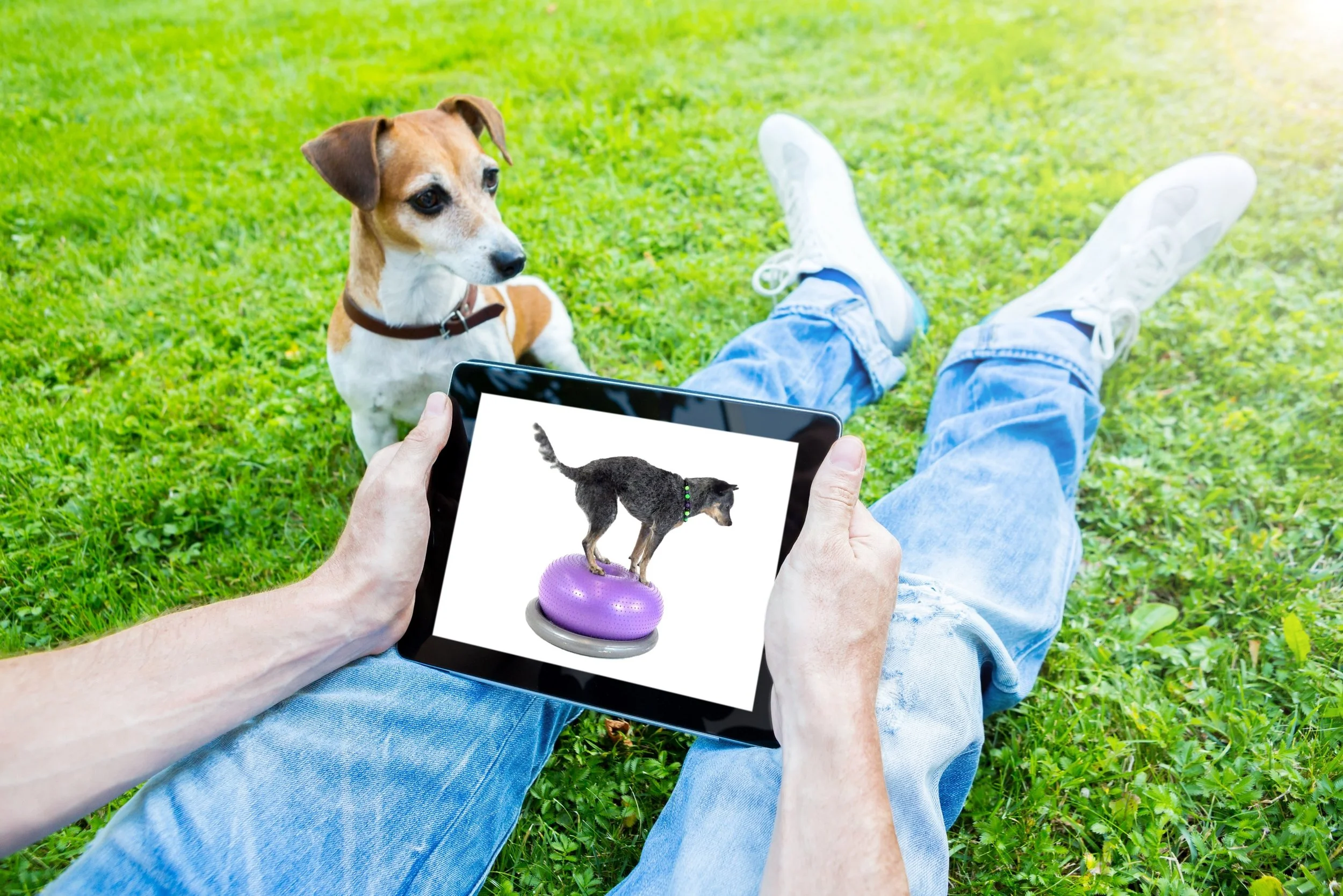 Pre Populated Templates for TPLO, IVDD, and More — GoGoCharlie