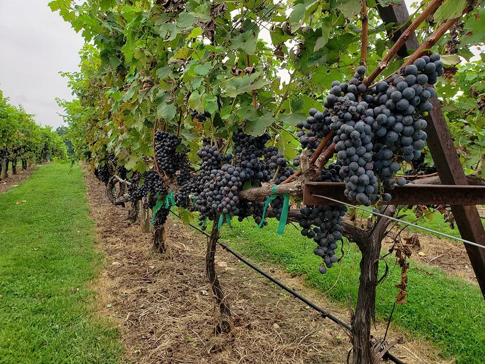 About — Cavender Creek Vineyard & Winery