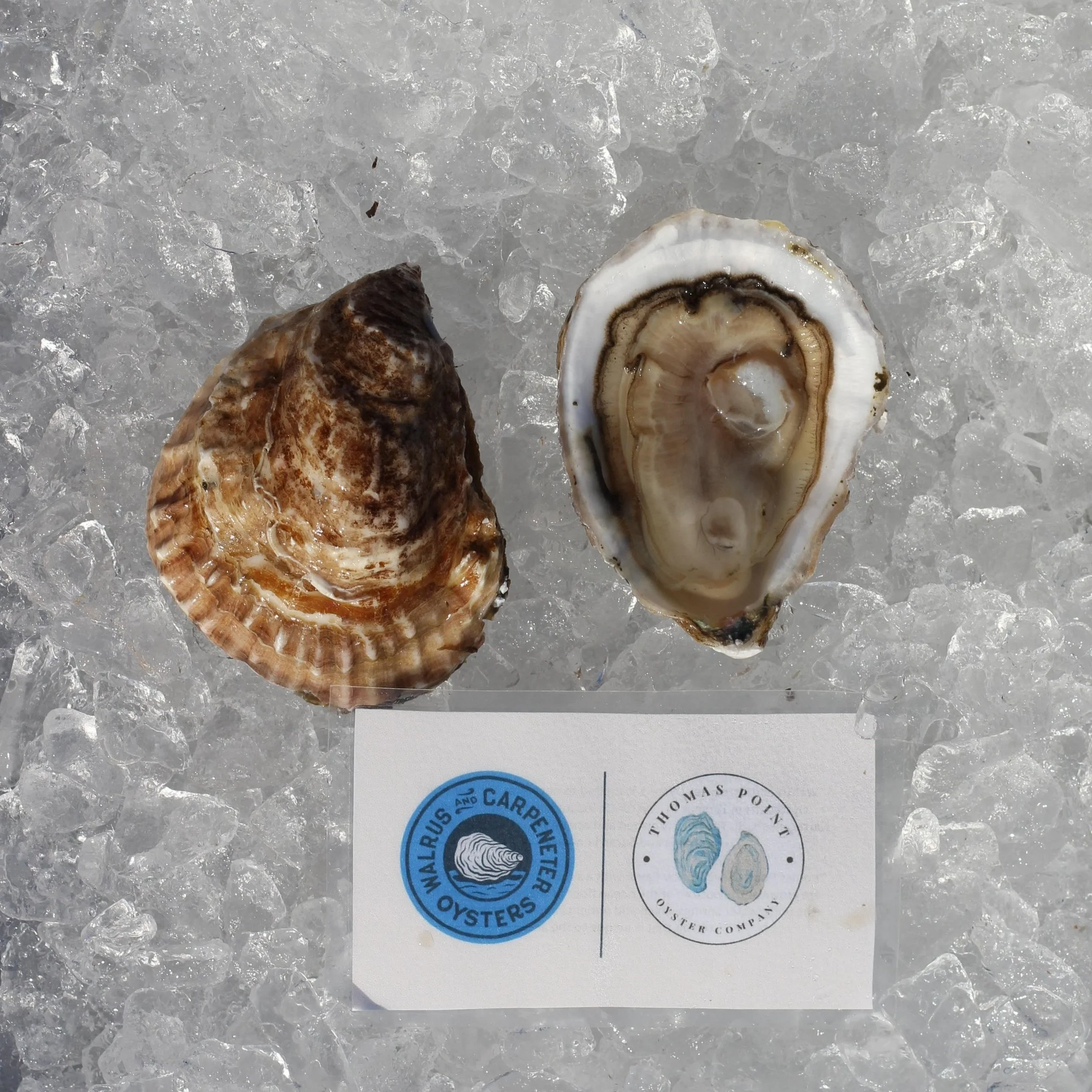 General 6 — Walrus and Carpenter Oysters