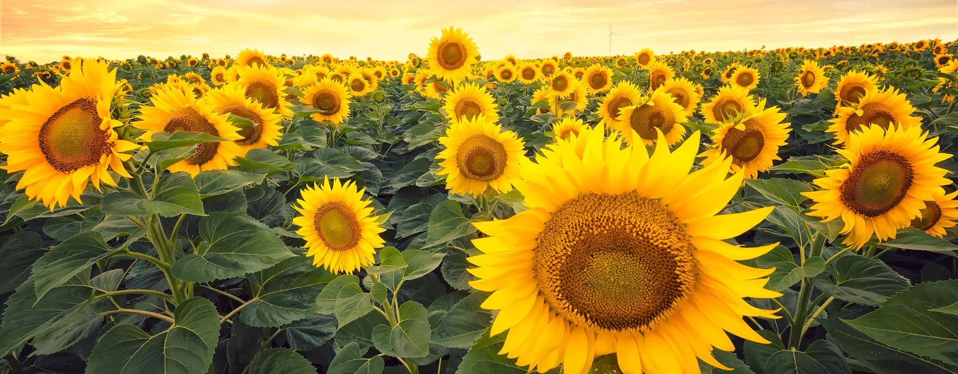 Pick Your Own gorgeous yellow Sunflowers in Dunnstown