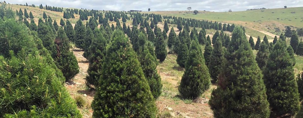 Sam's Christmas Trees thrive in the Moorabool climate