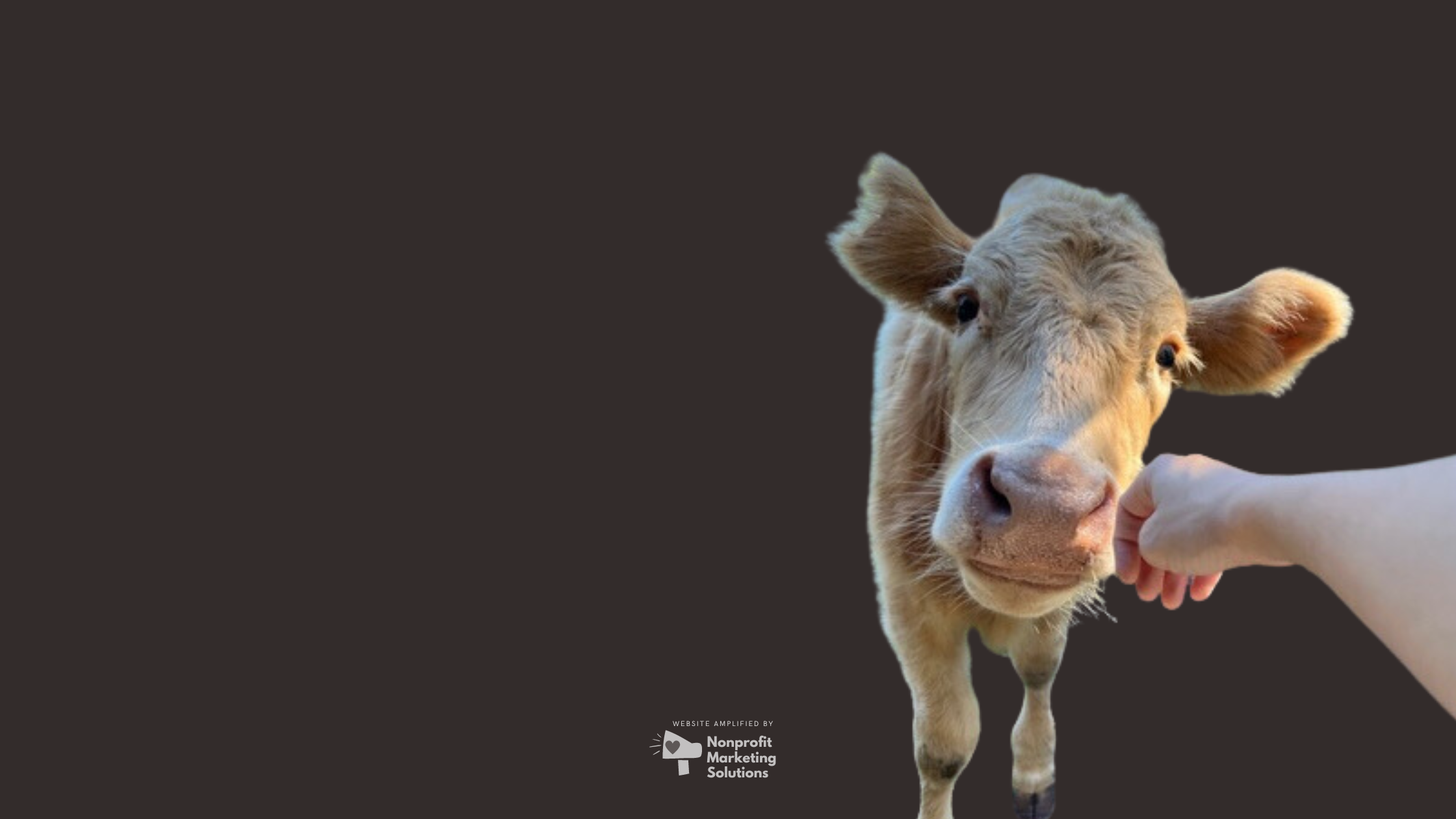 Love Life Animal Rescue