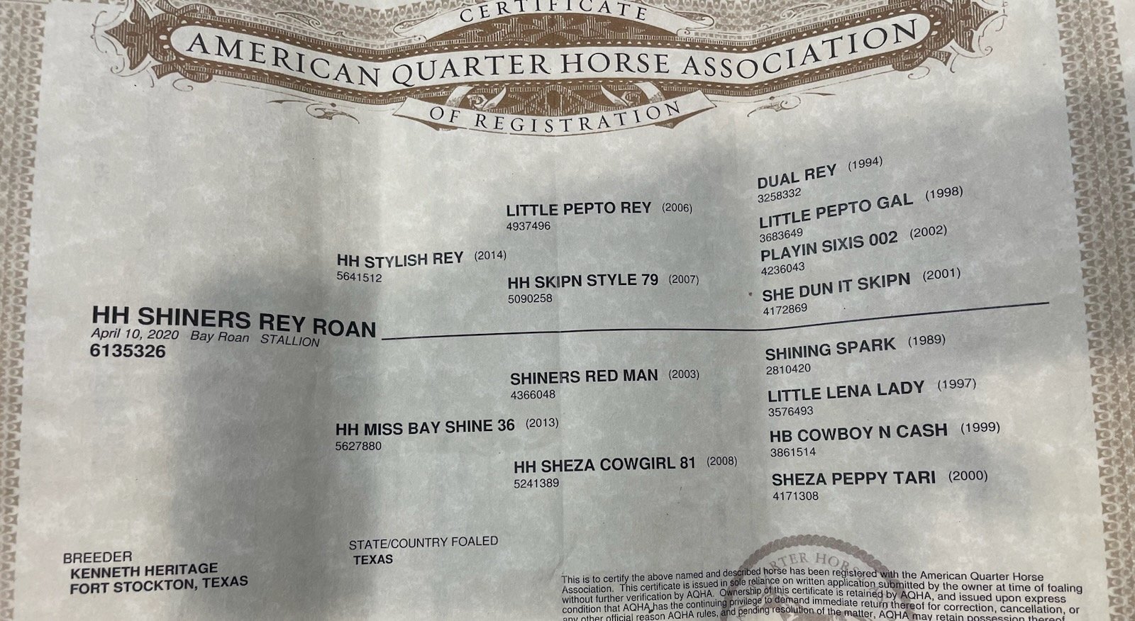 Equine Athletes — Wild Eye Ranch