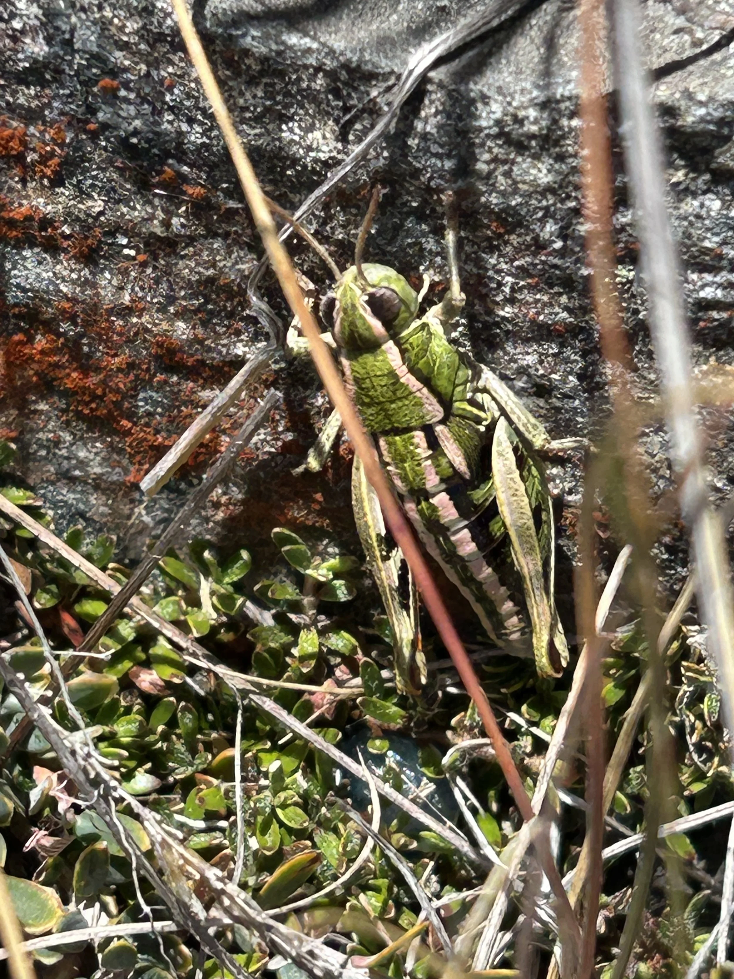 What’s the difference? Grasshoppers, Cricket or Katydids — Gillian Candler