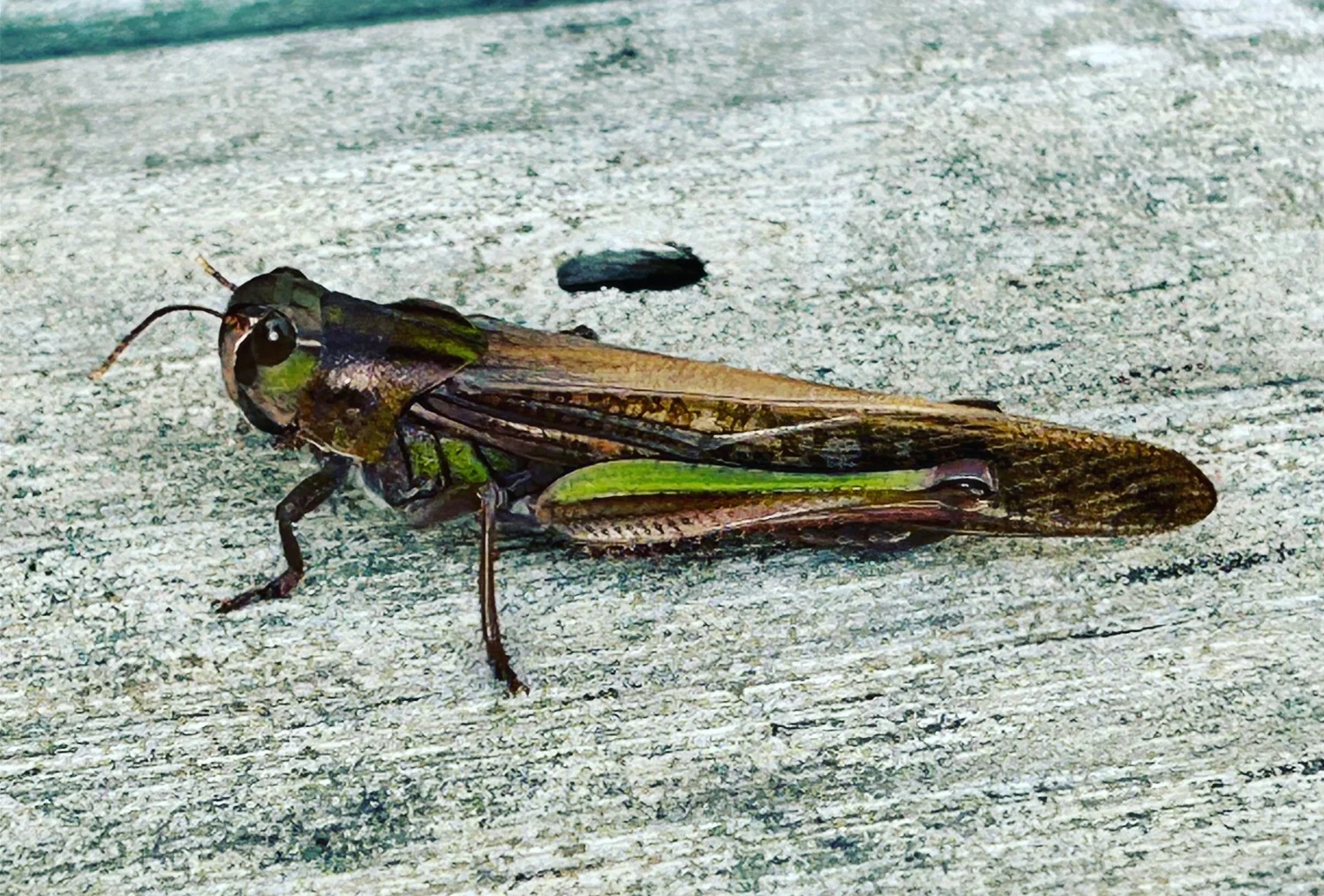 What’s the difference? Grasshoppers, Cricket or Katydids — Gillian Candler