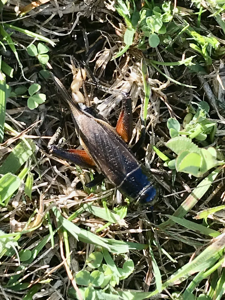 What’s the difference? Grasshoppers, Cricket or Katydids — Gillian Candler