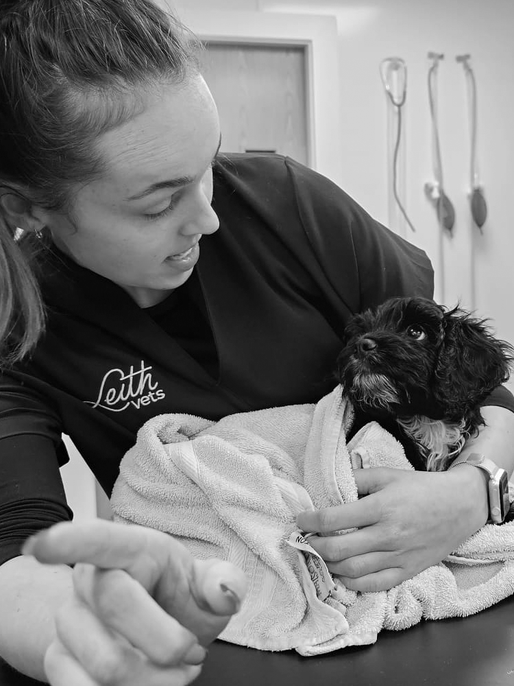 Vets - Leith - Meet Our Team — Leith Vets