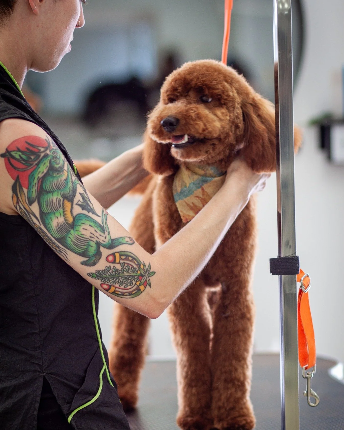 Tailored Tails of Lubbock - Lubbock's Best in Dog Grooming, Dog ...