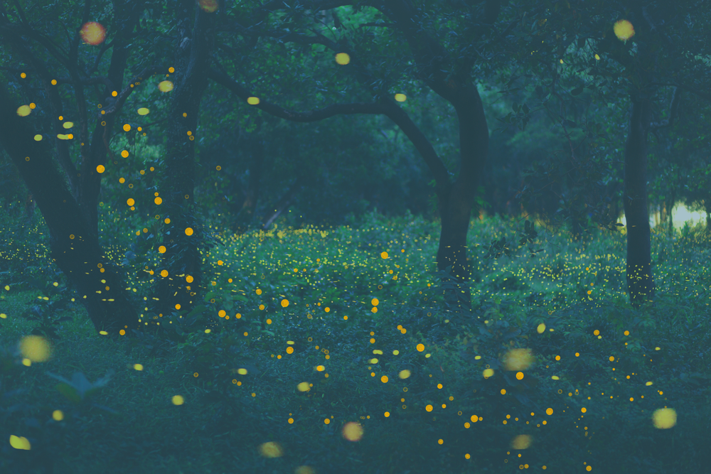 About — Firefly Studio