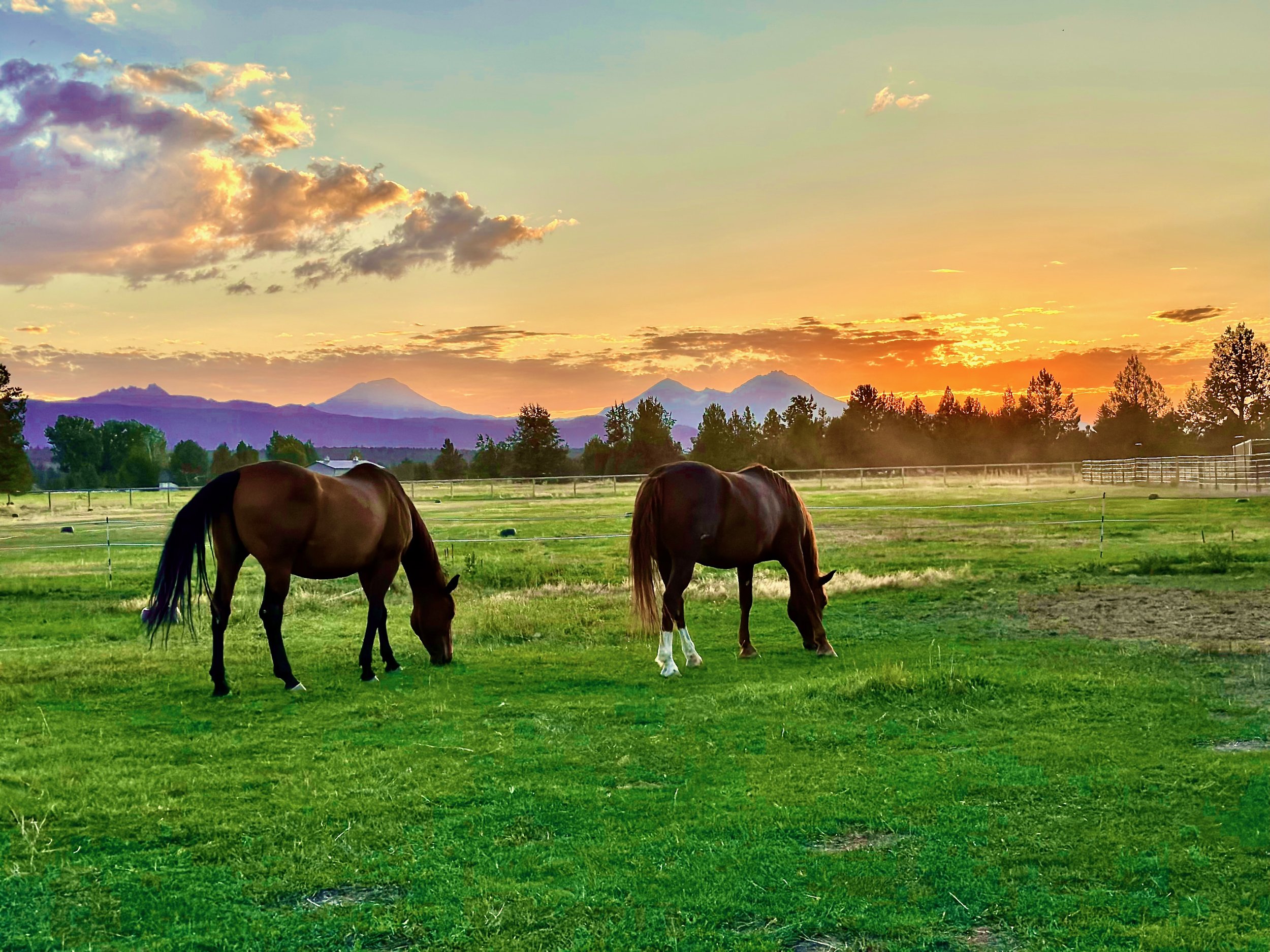 Happy Trails Horse Rescue