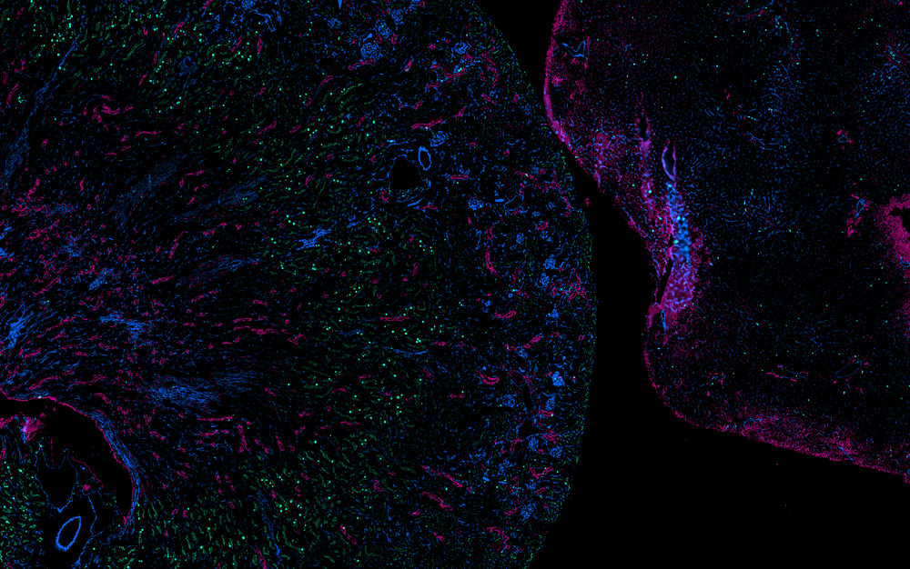 Members — Merghoub Wolchok Lab