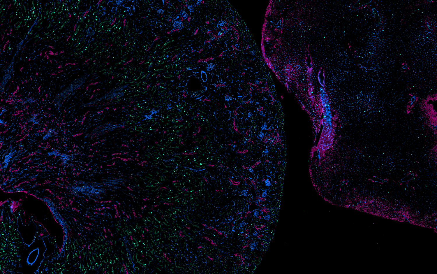 Members — Merghoub Wolchok Lab