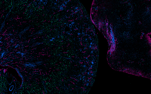 Members — Merghoub Wolchok Lab