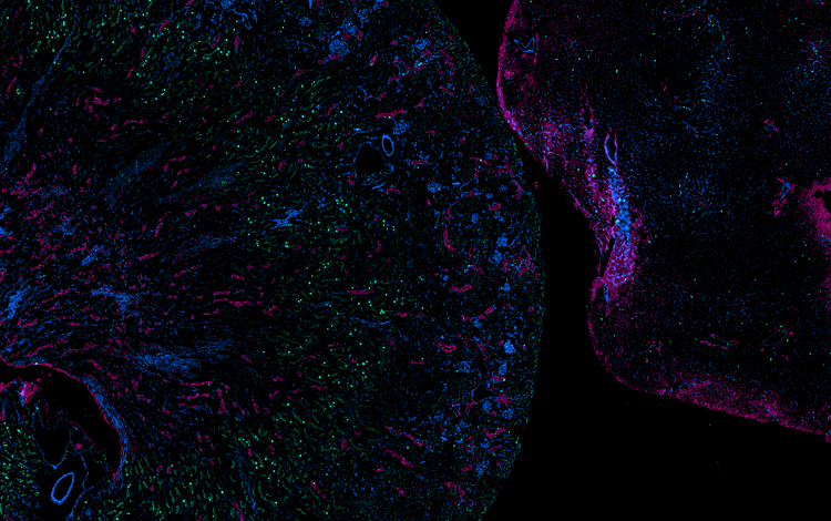 Members — Merghoub Wolchok Lab