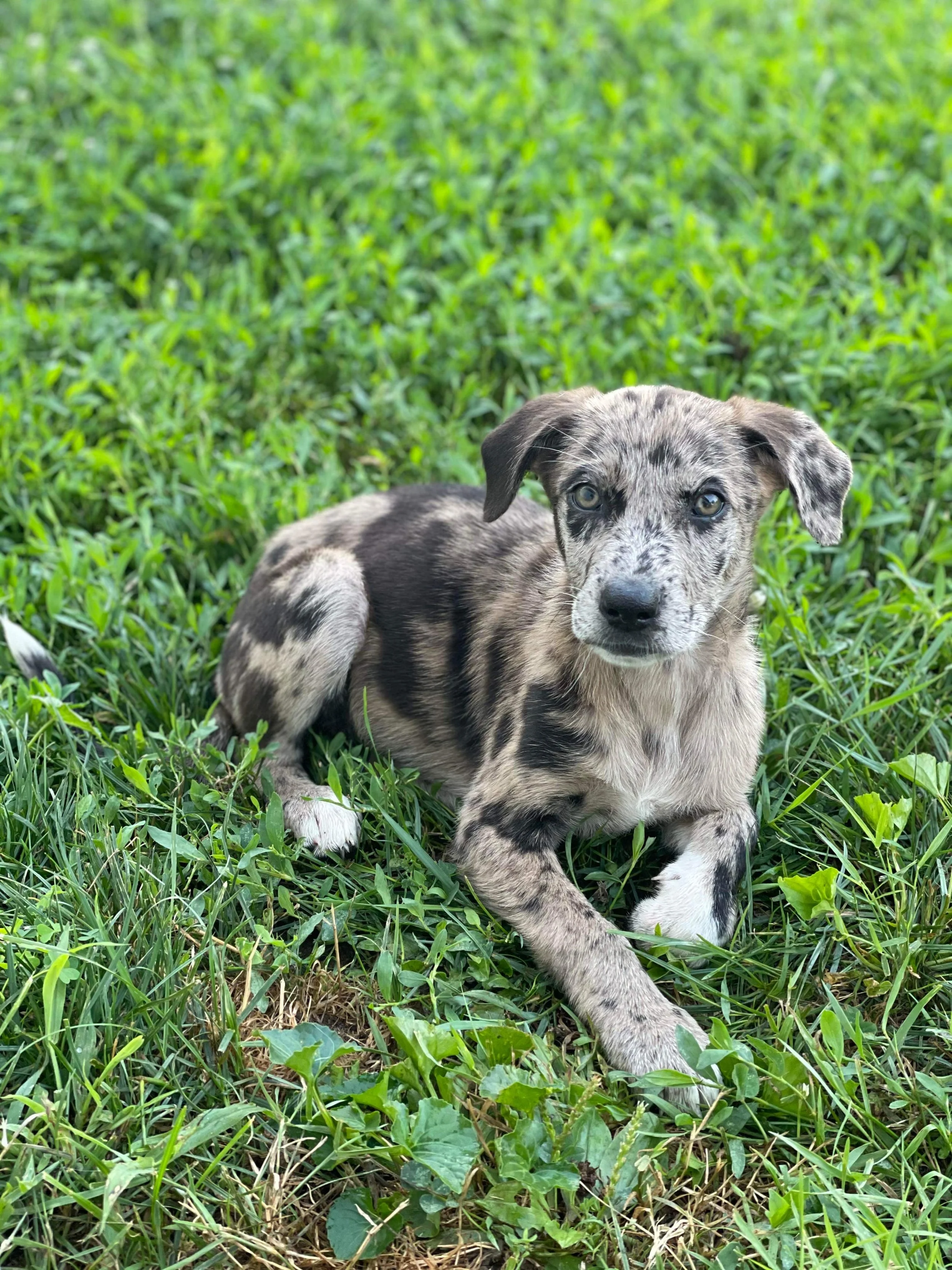 Volunteer Opportunities | Tails of Hope Rescue