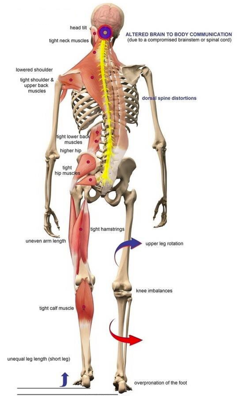 Righting Reflex — BodyXTherapy