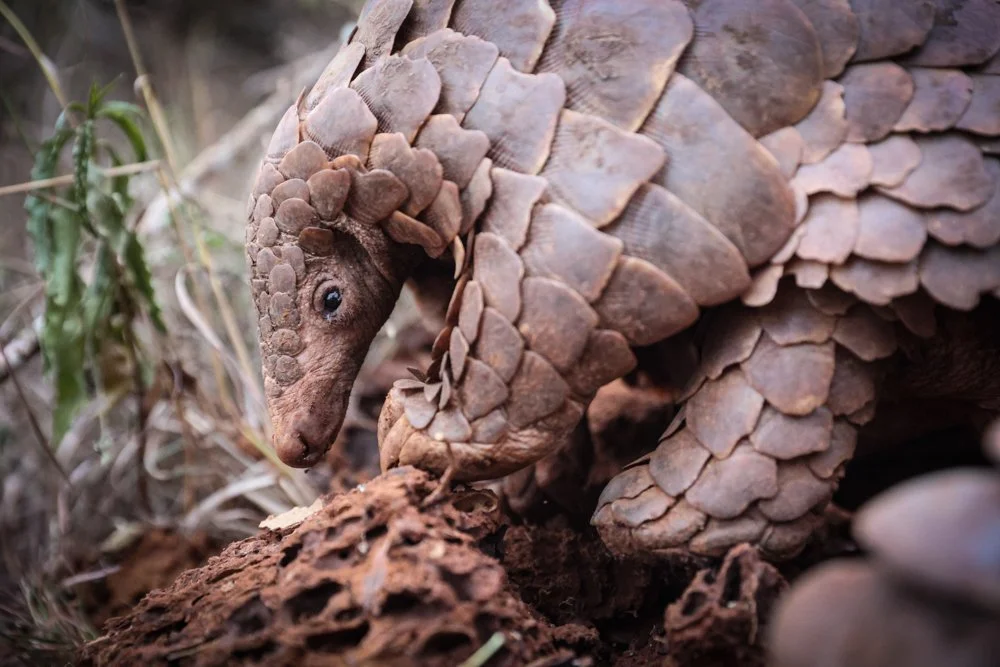 ASC Philanthropy — African Safari Conservation