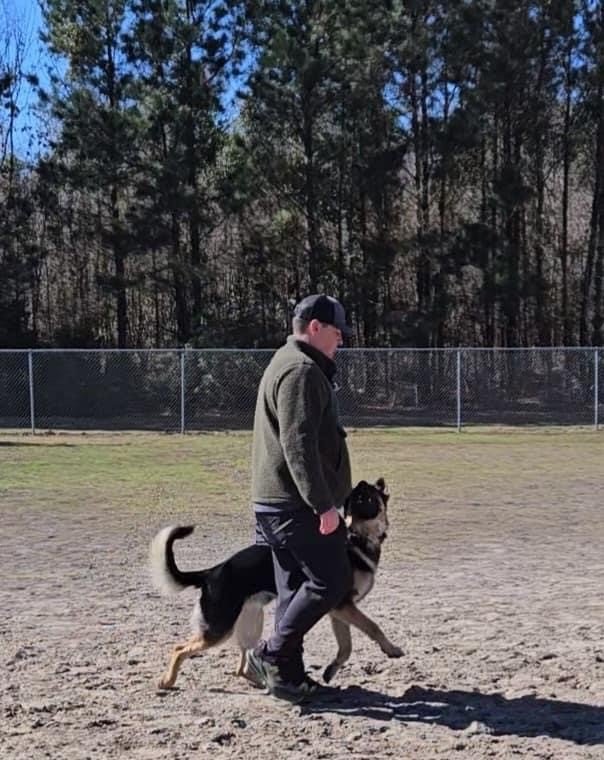 Schutzhund/IGP — Charleston Working Dog Club