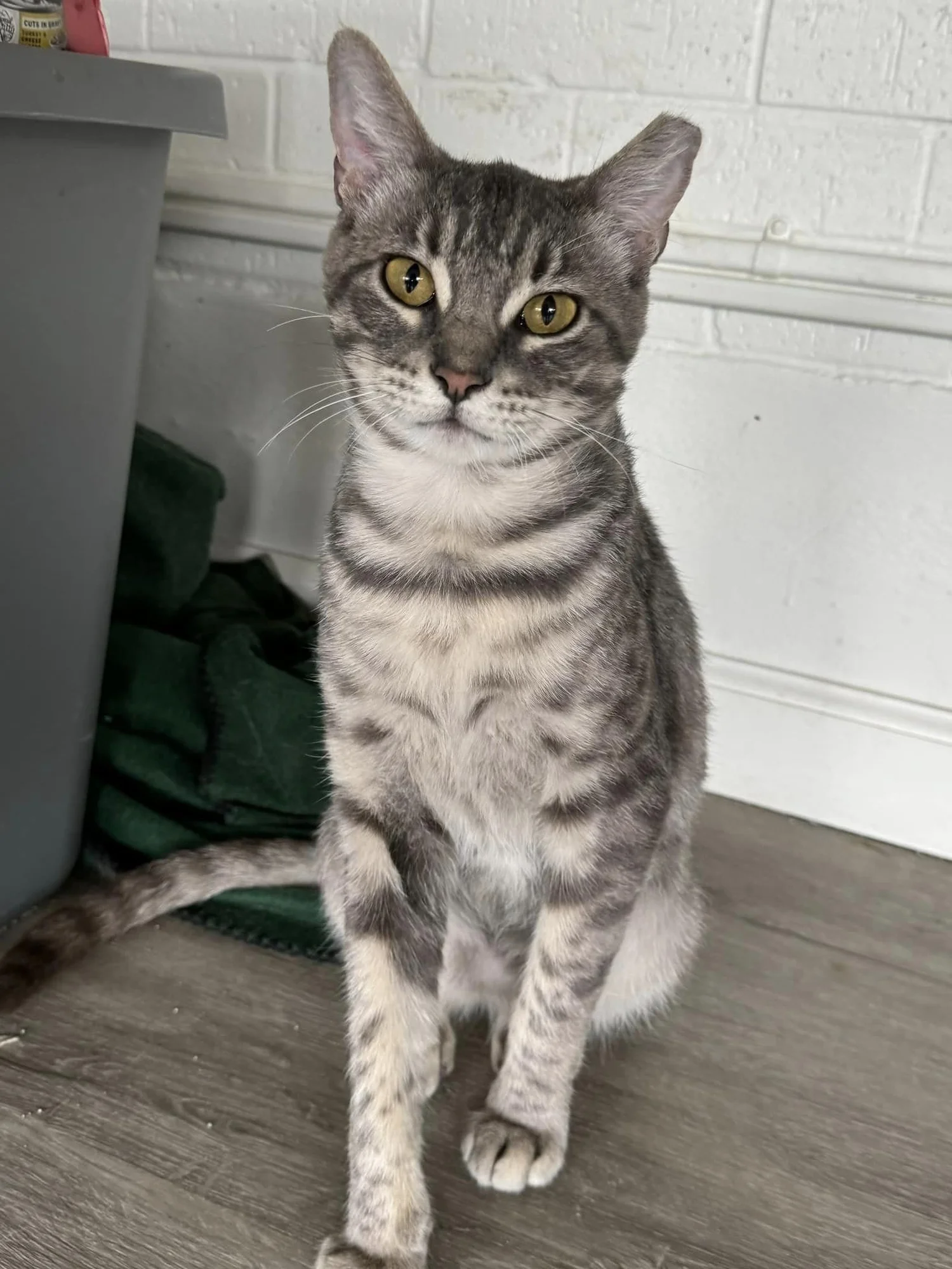 Adoptable Cats — All About Fixin'