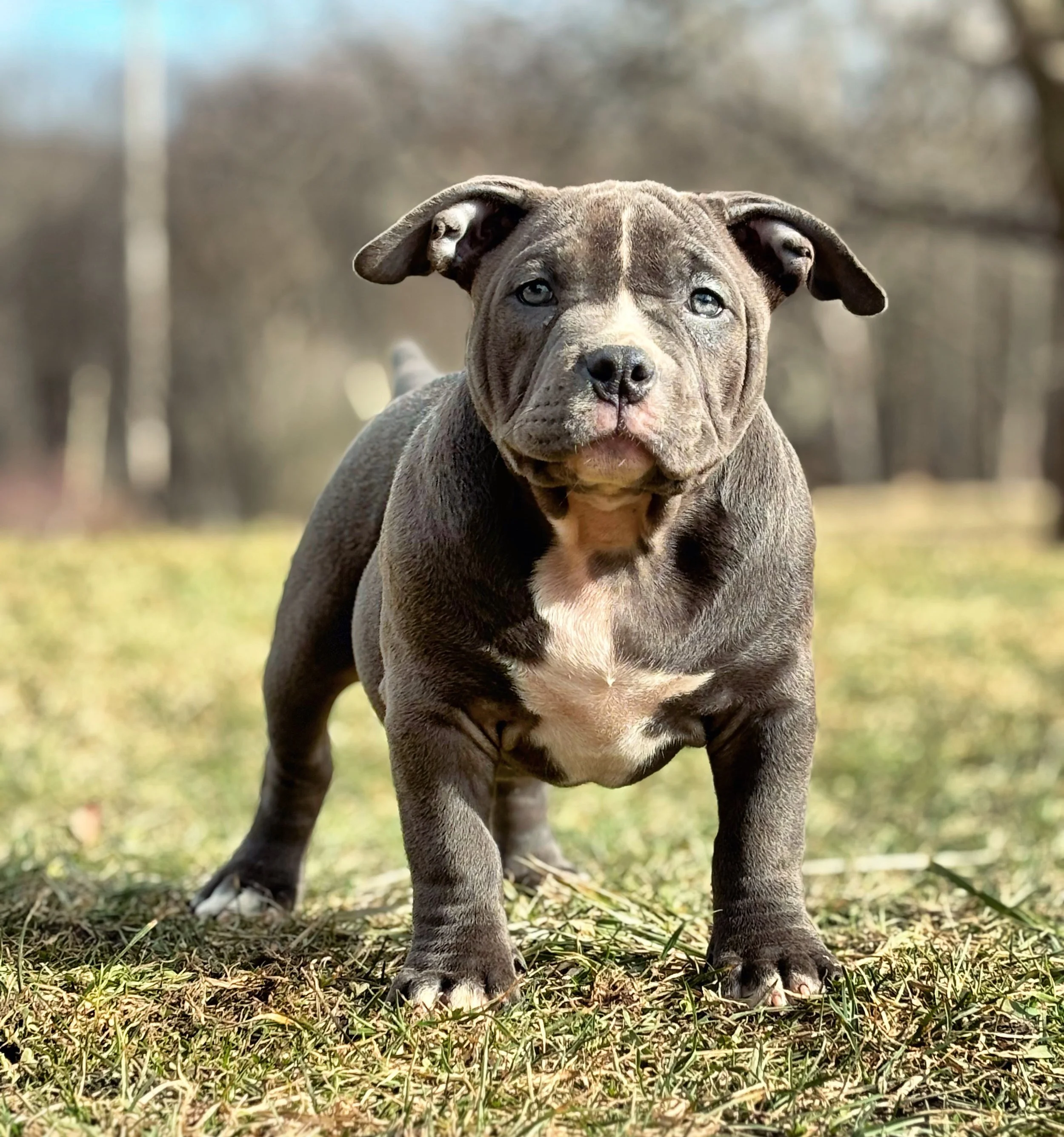 Big House American Bullies