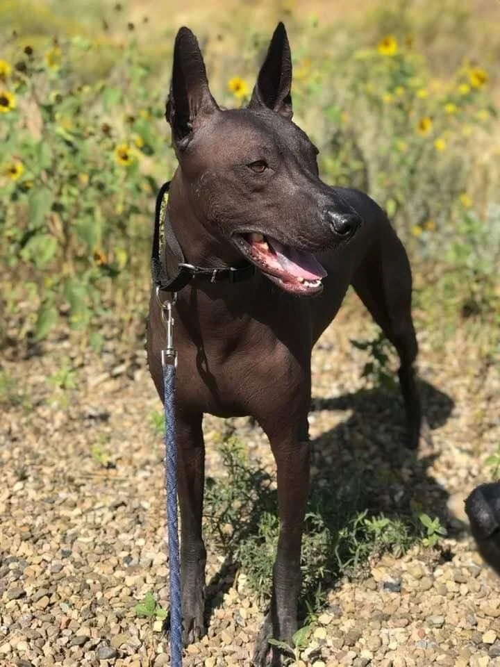 Xoloitzcuintli Club of America
