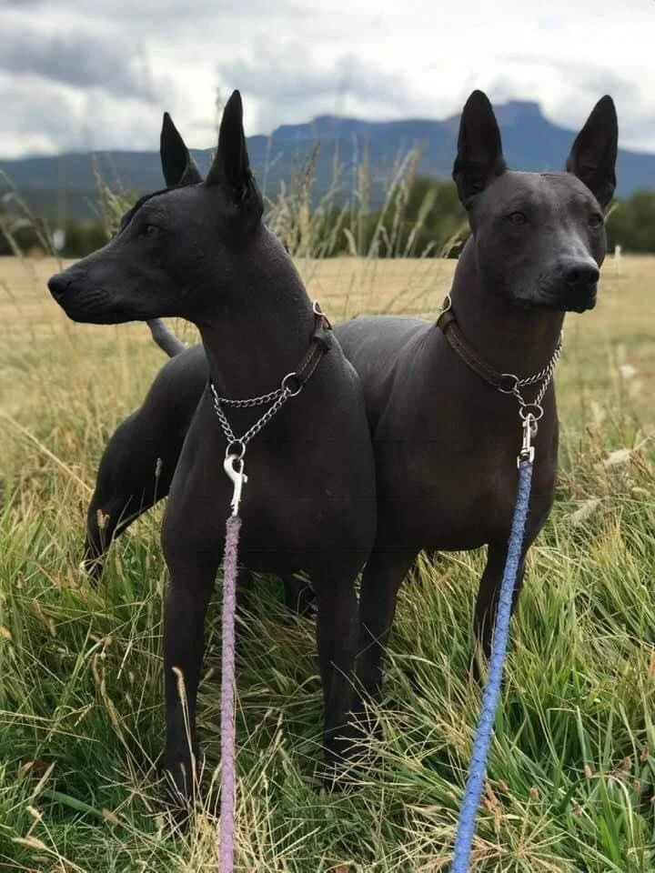 Xoloitzcuintli Club of America