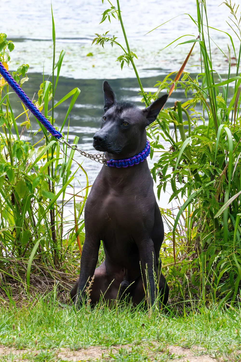 Xoloitzcuintli Club of America