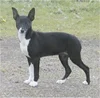 The Secret Xolo — Xoloitzcuintli Club of America