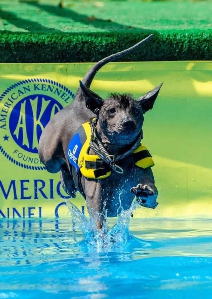 Buyer's Guide 101 — Xoloitzcuintli Club of America