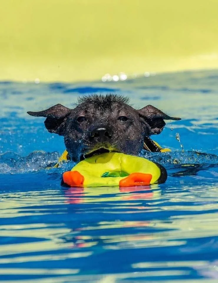 Xoloitzcuintli Club of America