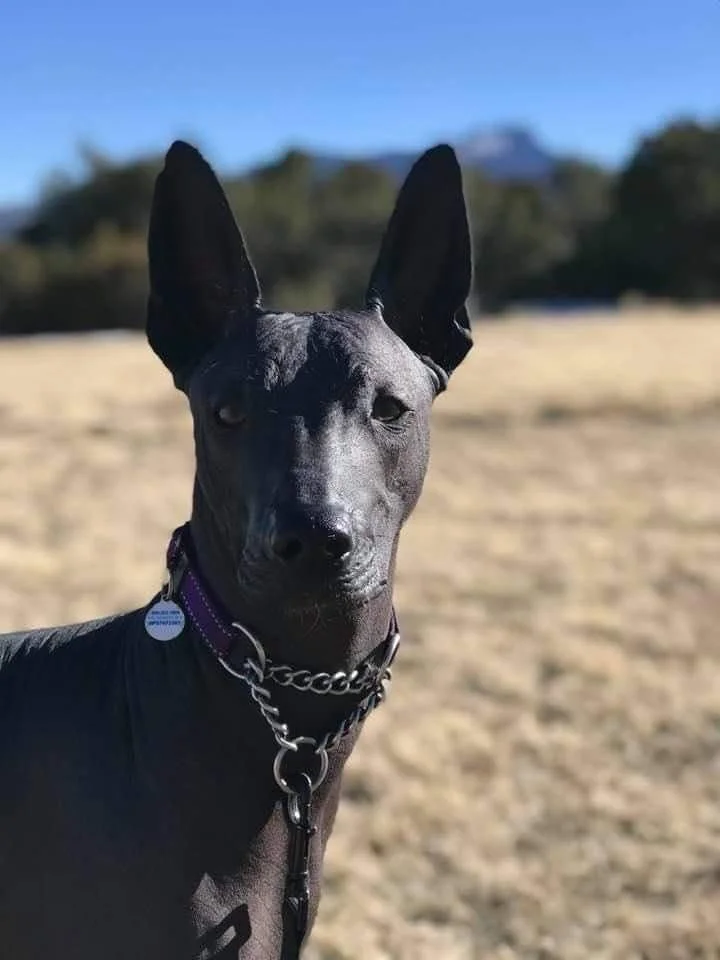 Xoloitzcuintli Club of America